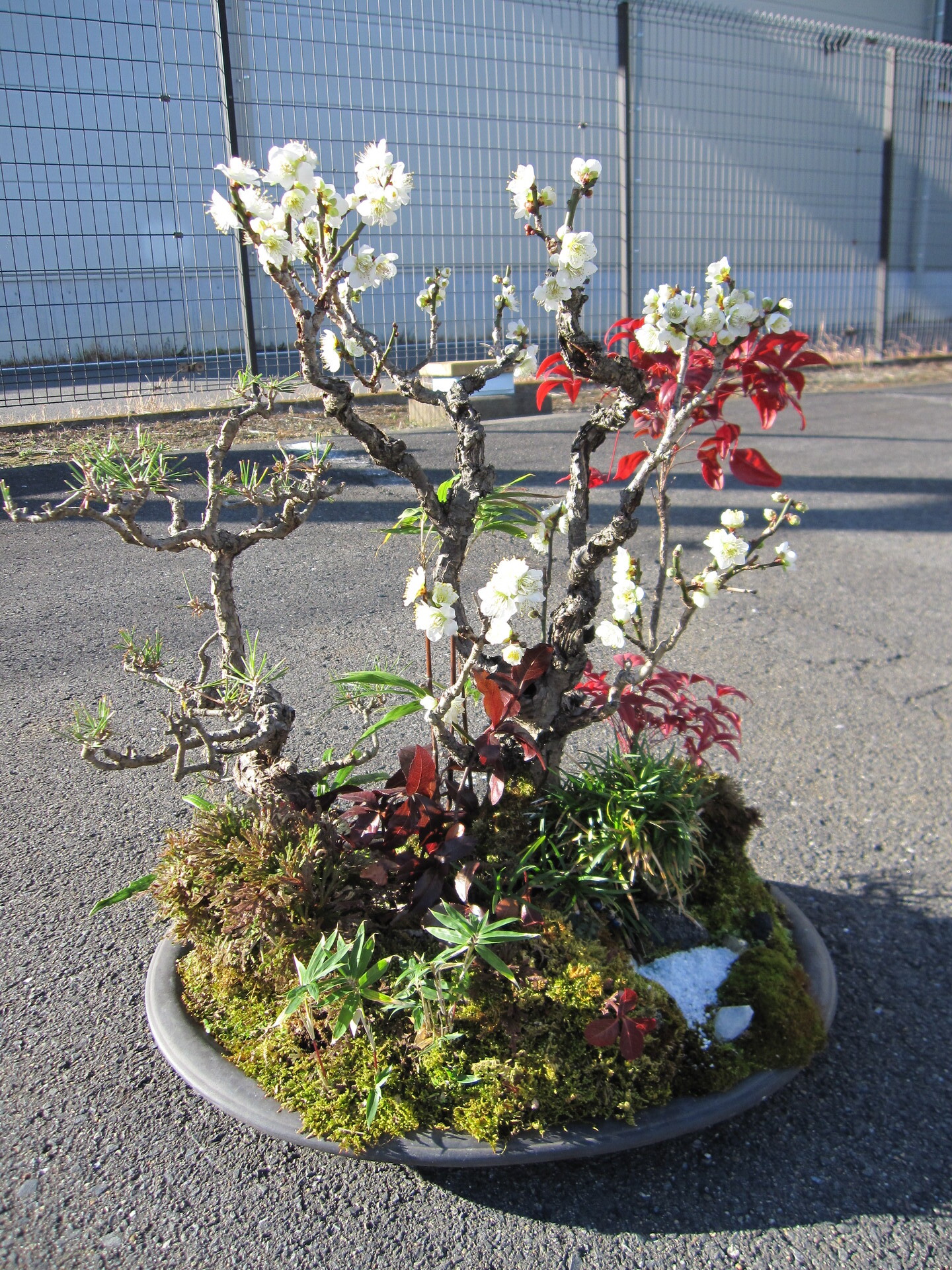 1月のホームページトップ画像について: ミユキ産業株式会社